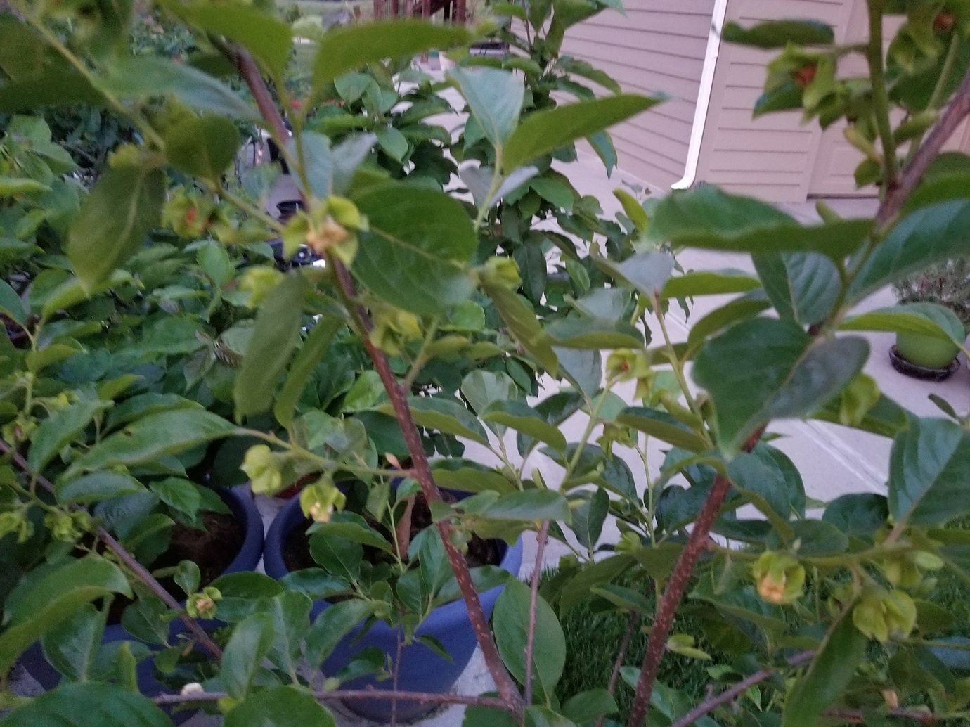 Growing Persimmon in Containers - General Fruit Growing - Growing Fruit