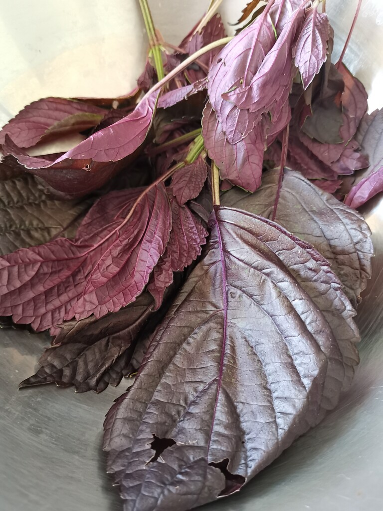 Different ways of using Perilla,call for recipes - Fruit in the Kitchen ...