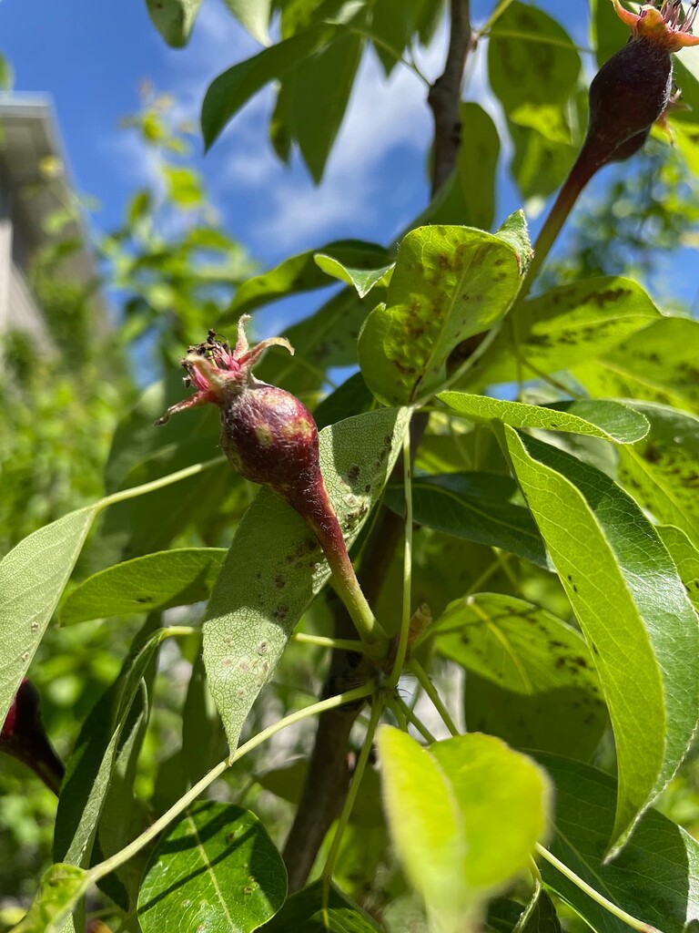Pear blister mite damage on fruit superficial? - General Fruit Growing ...