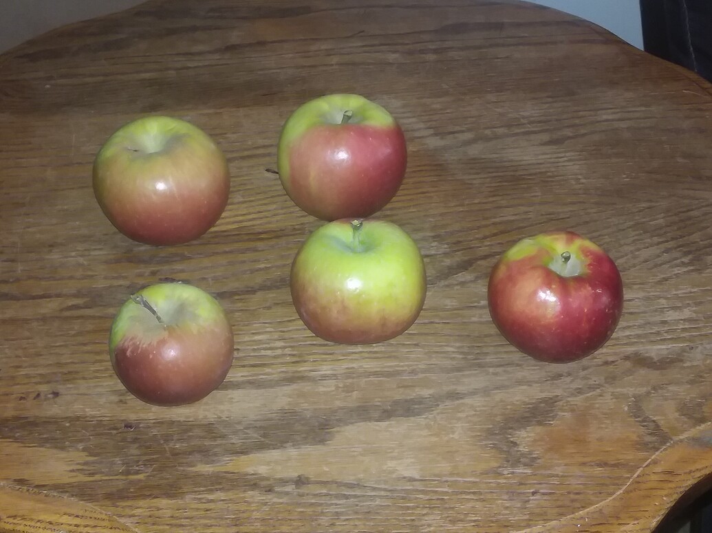 A few early apples - Pictures! - Growing Fruit