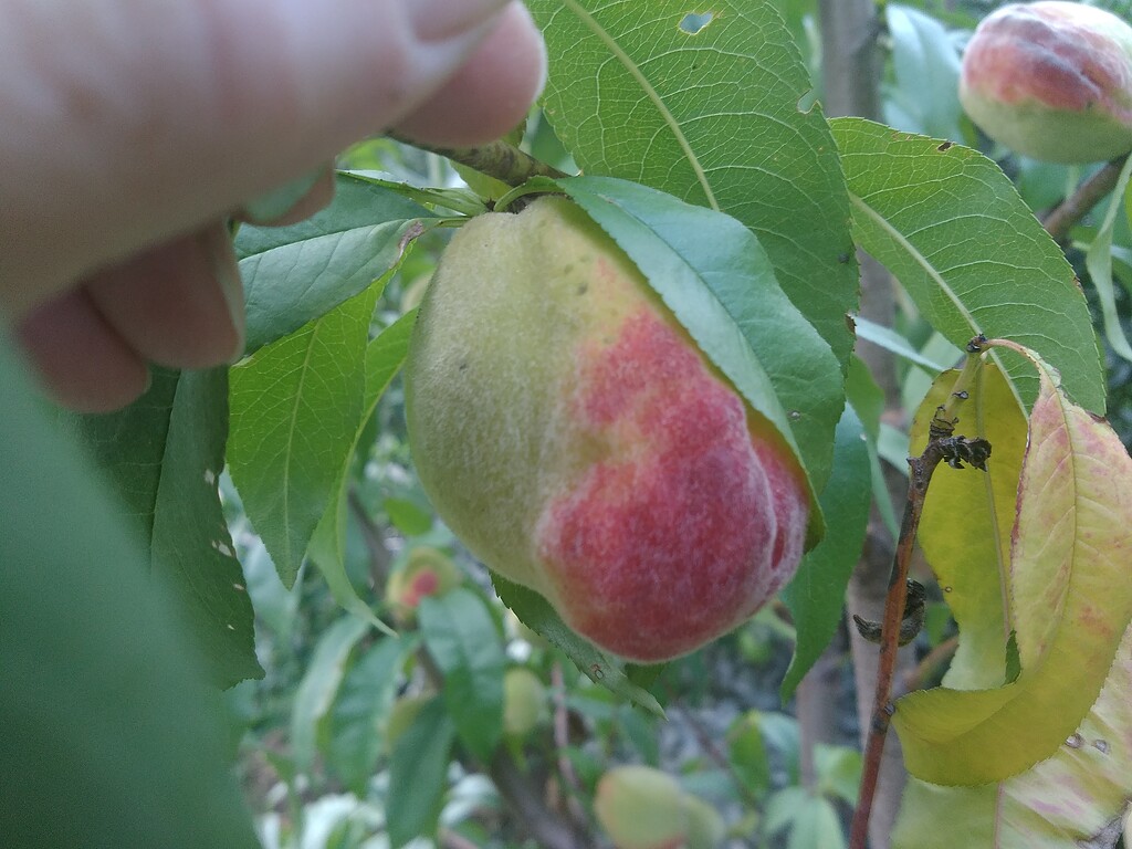 Deformed peaches - General Fruit Growing - Growing Fruit