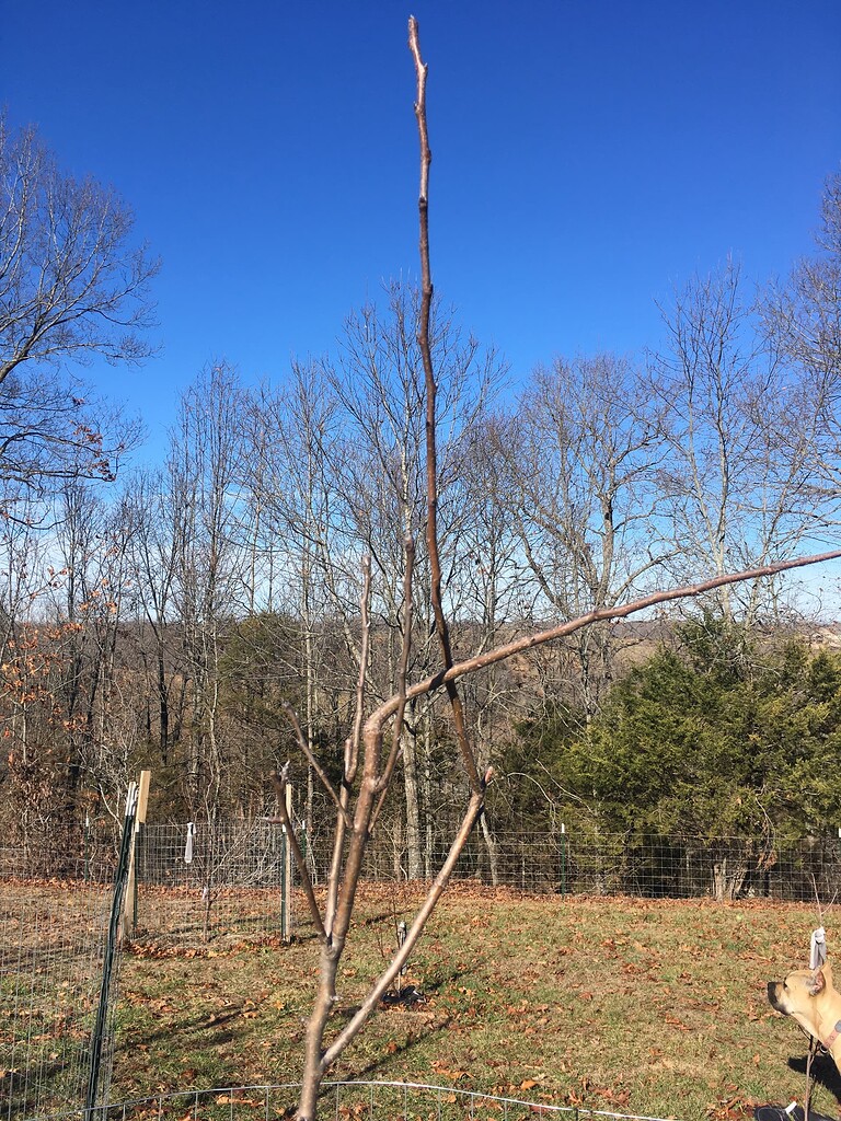 Pruning Pear Tree - General Fruit Growing - Growing Fruit