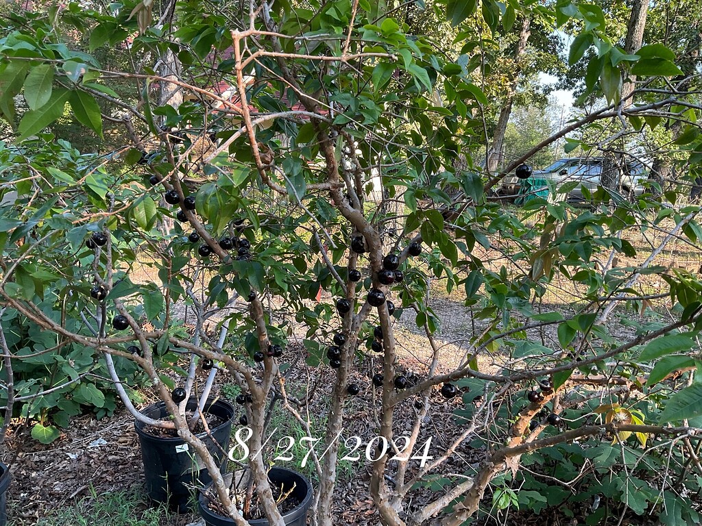 Jaboticaba third time - General Fruit Growing - Growing Fruit