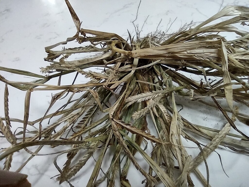 Grass ID needed - General Gardening - Growing Fruit