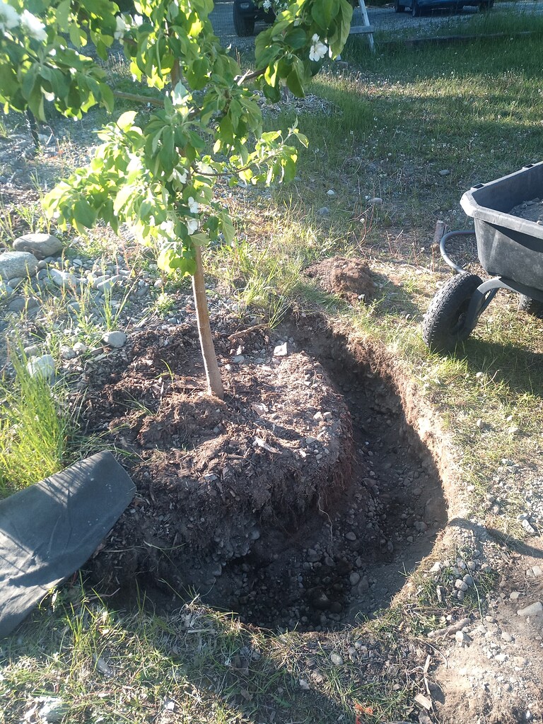 Digging the same tree hole multiple times - General Fruit Growing ...