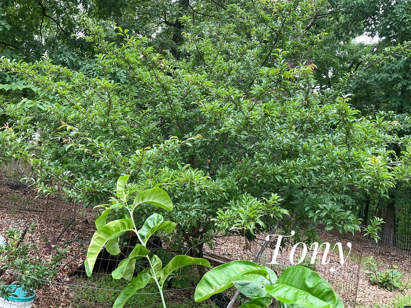 My collection of Tony trees - General Fruit Growing - Growing Fruit
