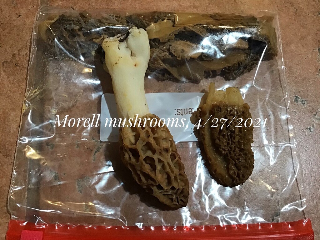 Finding Morel mushrooms - General Gardening - Growing Fruit