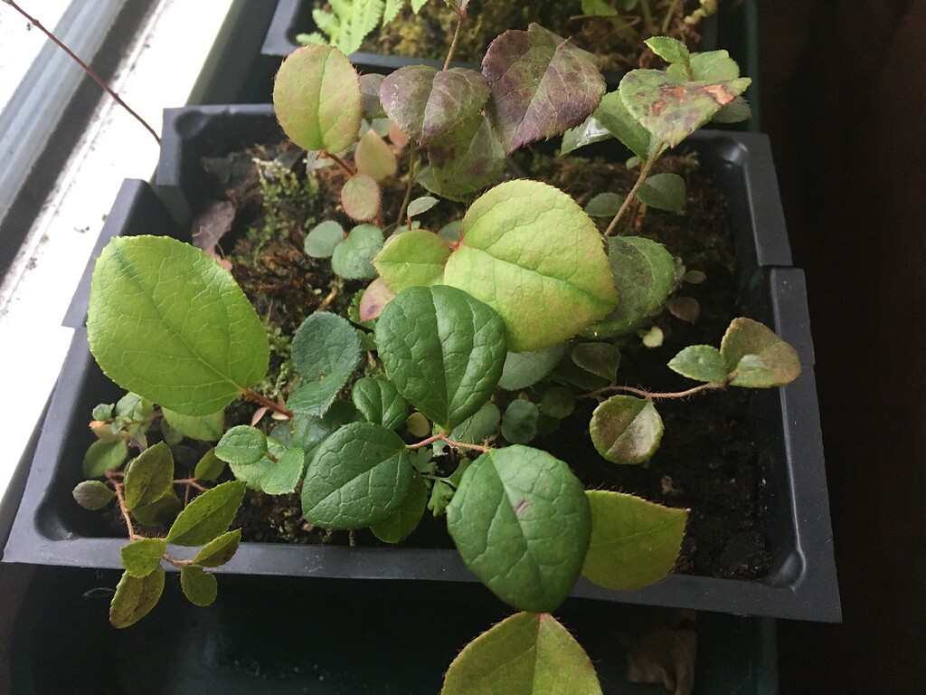 Is anyone else growing salal in zones 5-7? - General Fruit Growing ...