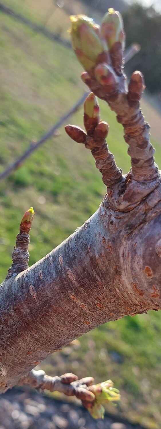 What do fruiting spurs look like on different types of trees? - General ...