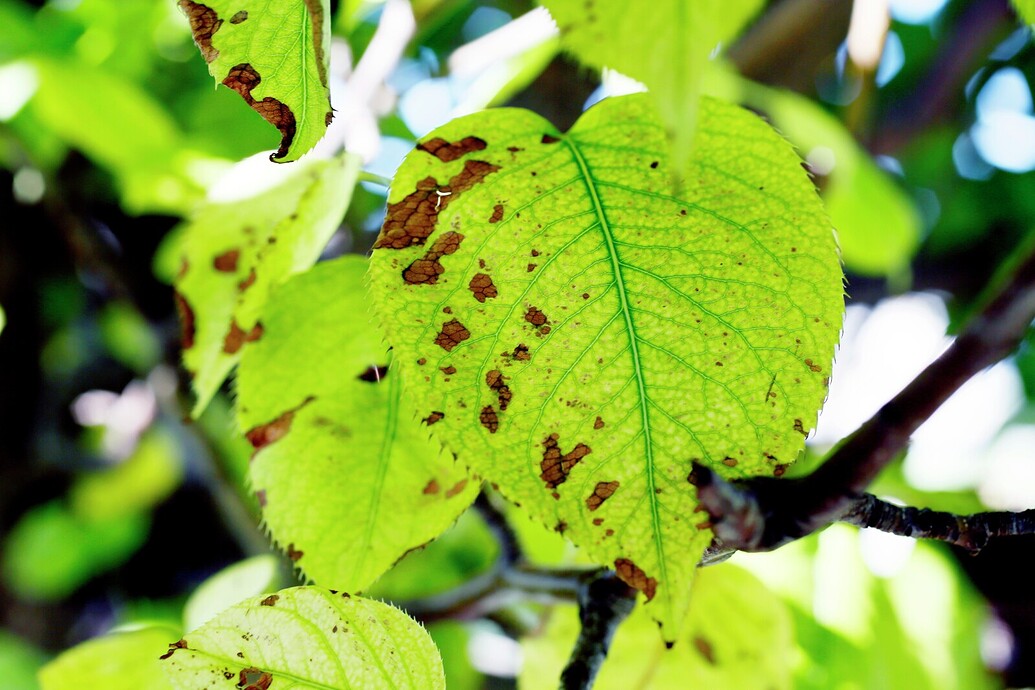 Pear tree disease help? - General Fruit Growing - Growing Fruit