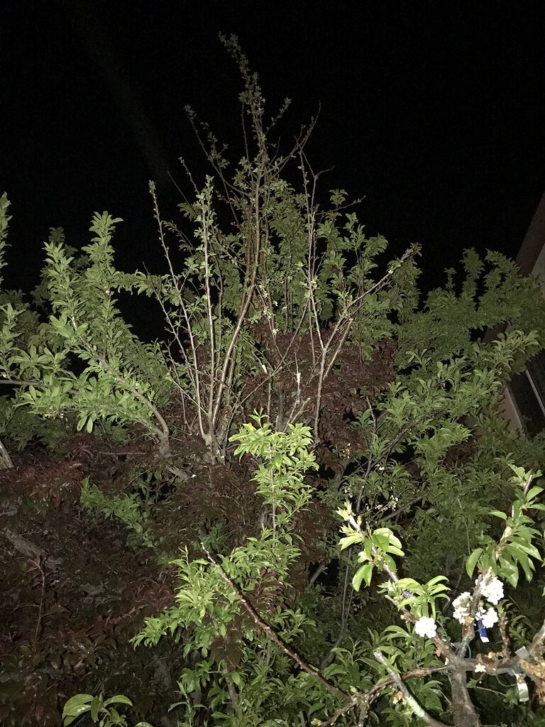 Multigrafted Plum/Prune Tree Useful Tip - General Fruit Growing ...