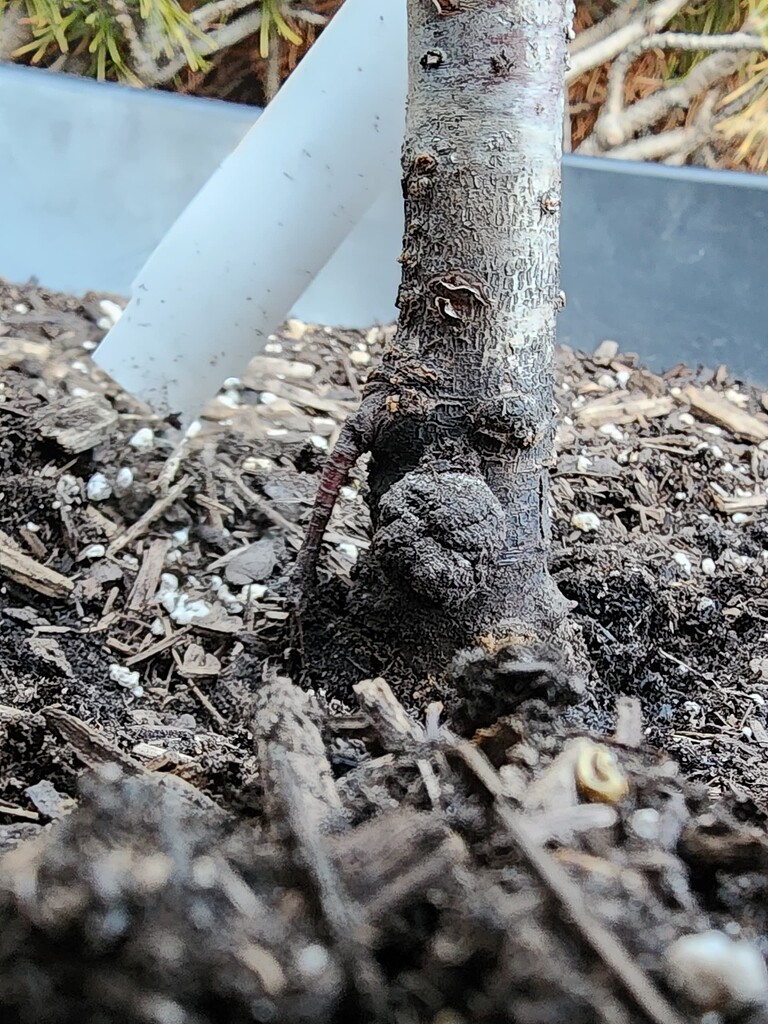 Peach Rootstock Tumor? - General Fruit Growing - Growing Fruit