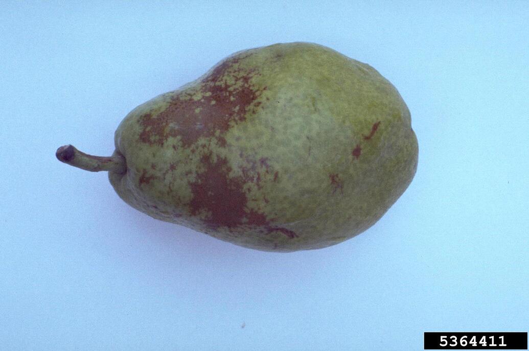 Pear disease and Insect identification - General Fruit Growing ...