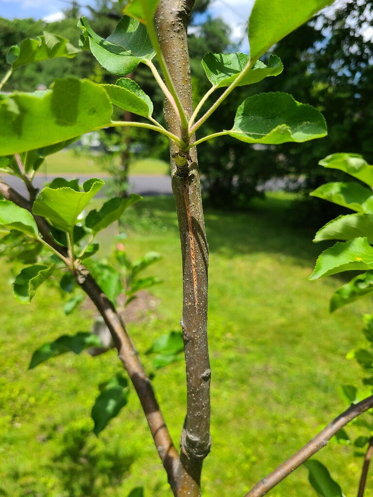 Black Rot on Apple Trees or Something Else? - General Fruit Growing ...