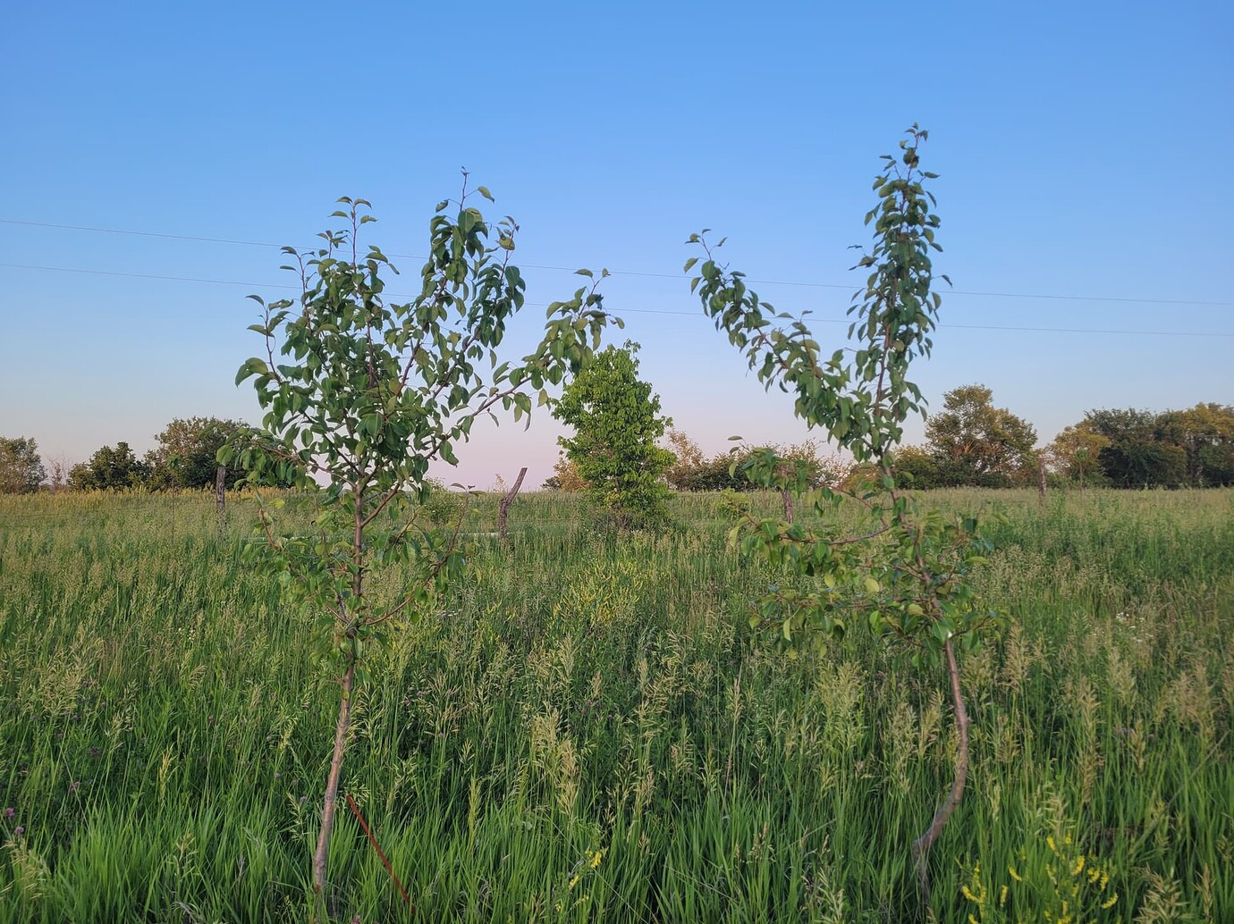 Ubileen Pear - General Fruit Growing - Growing Fruit