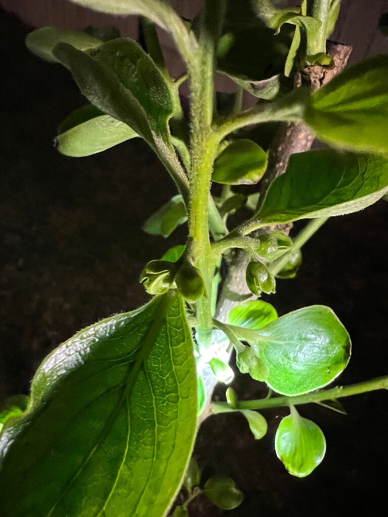Looking for Giant Fuyu flower pictures/guidance - General Fruit Growing ...