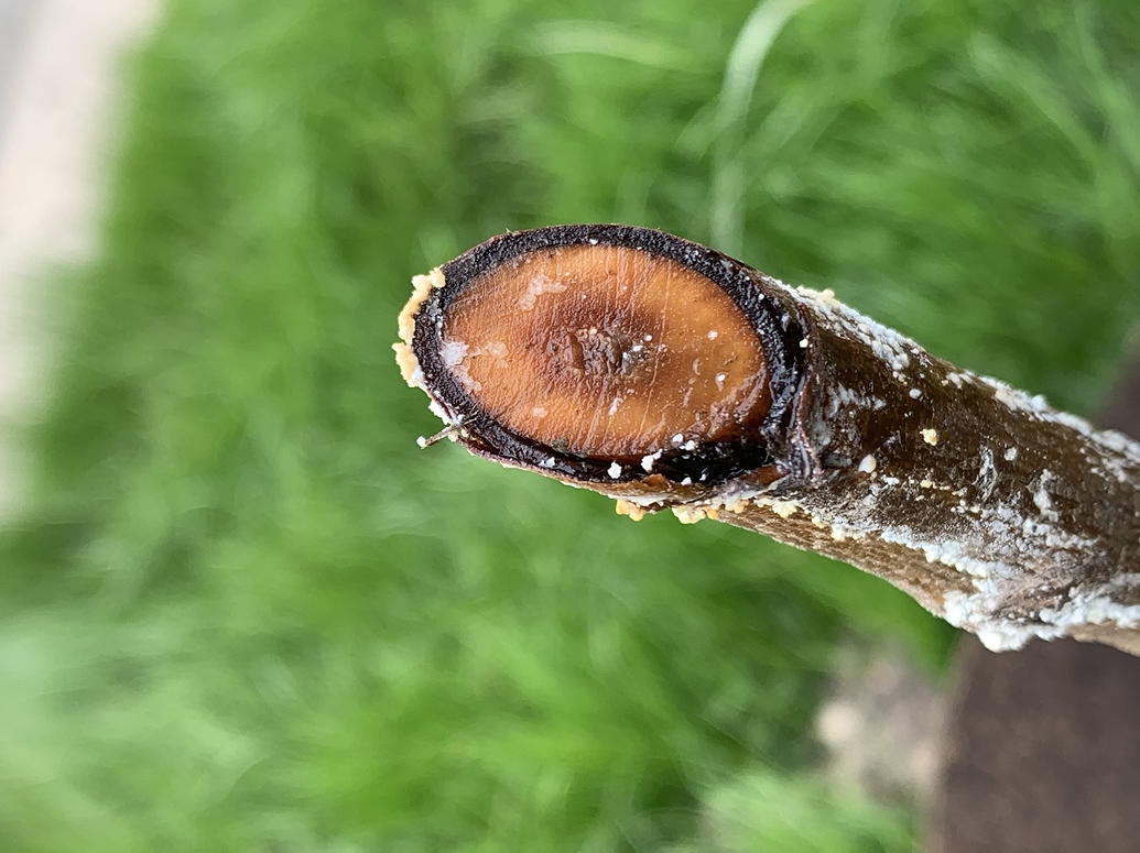 Peach Tree Bleeding, Fungal Infection? Canker? - General Fruit Growing ...