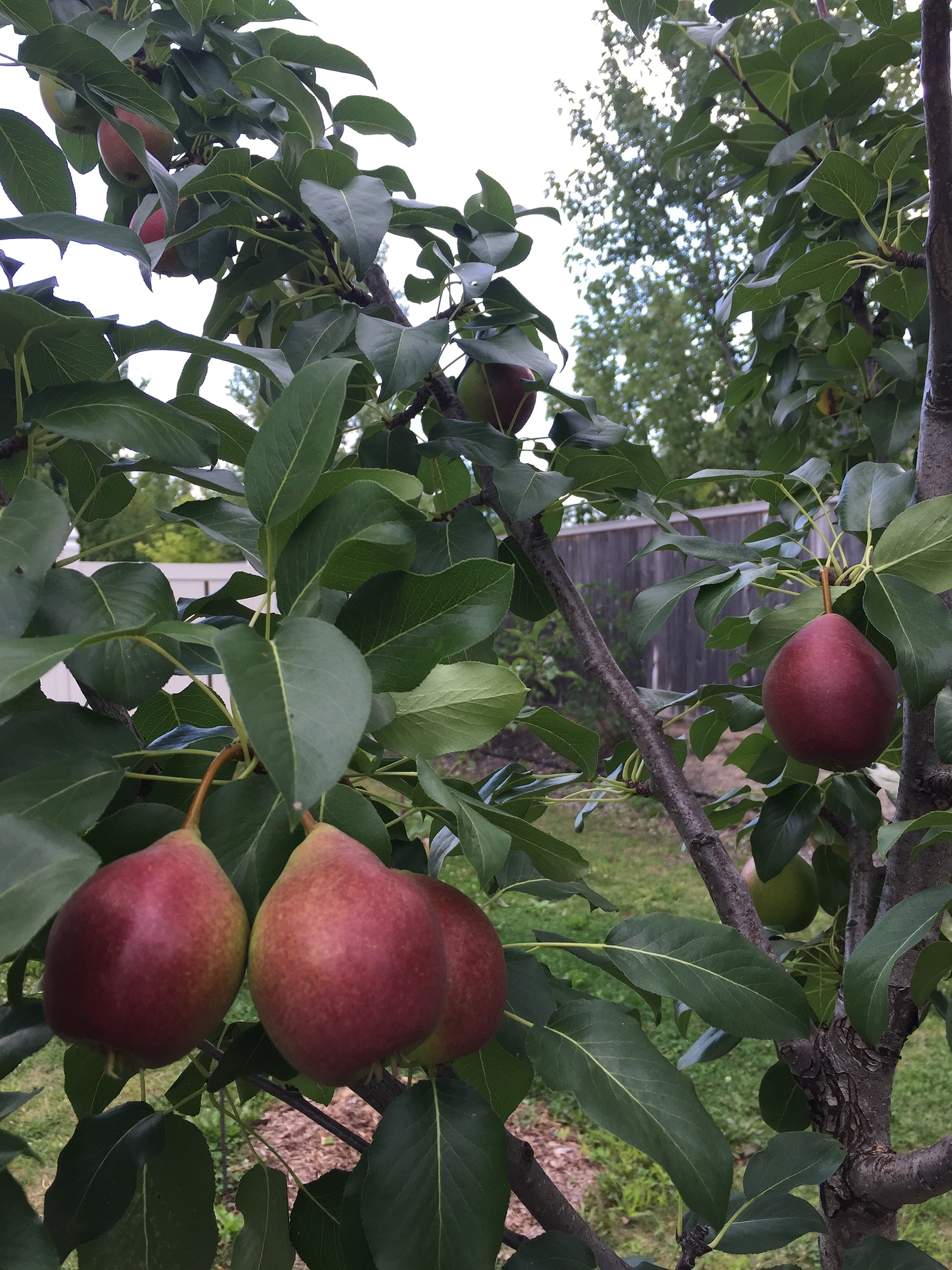 Summercrisp Pear - General Fruit Growing - Growing Fruit