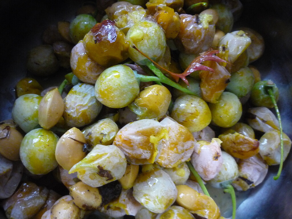 Gingko Nuts - General Fruit Growing - Growing Fruit