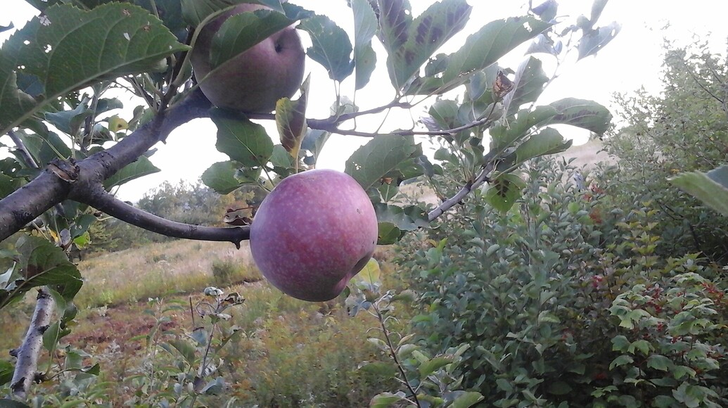 Blue Pearmain apple - General Fruit Growing - Growing Fruit