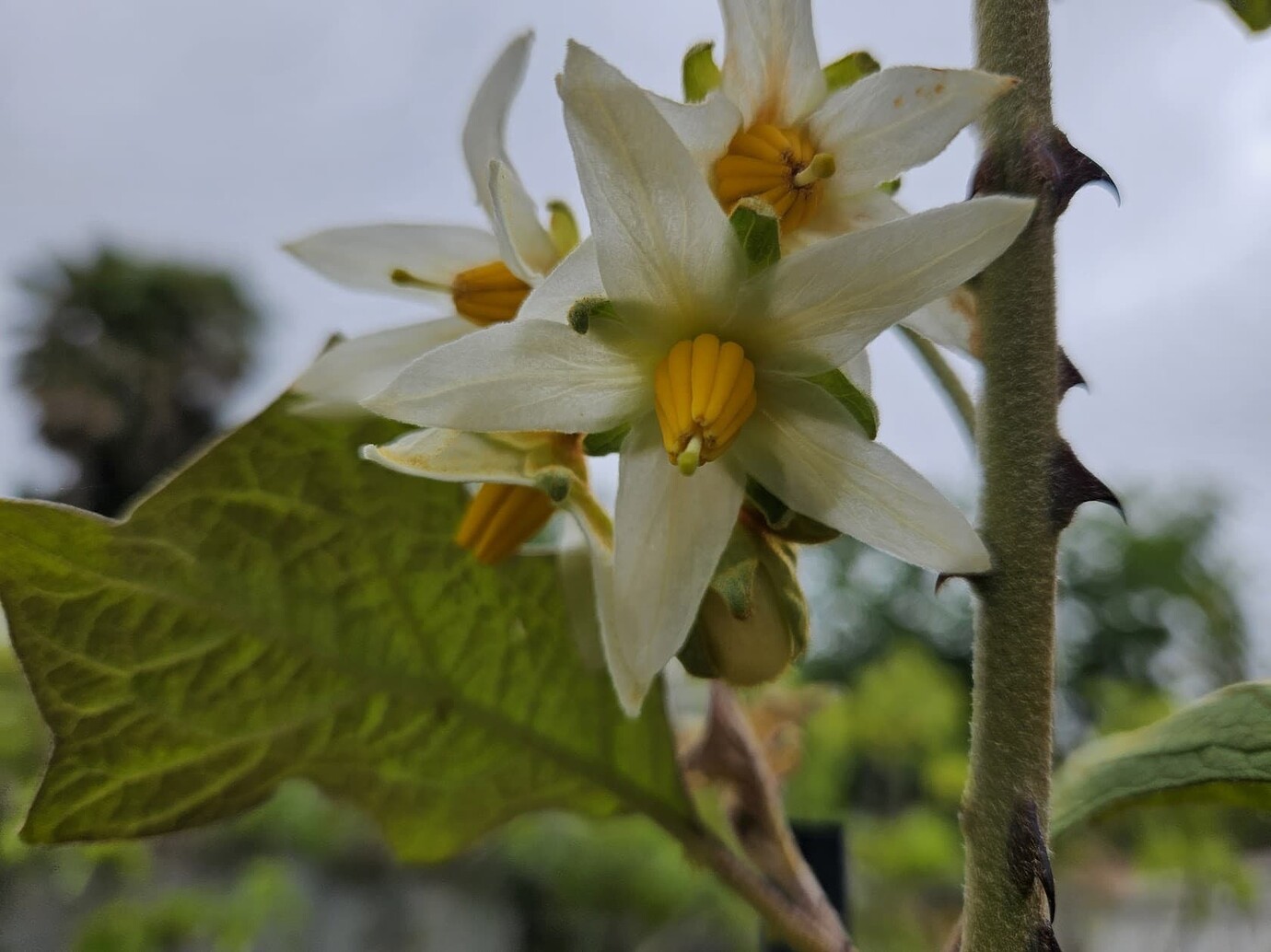 Anyone growing Brazilian Sunberry (Solanum Oocarpum)? Wondering how to ...