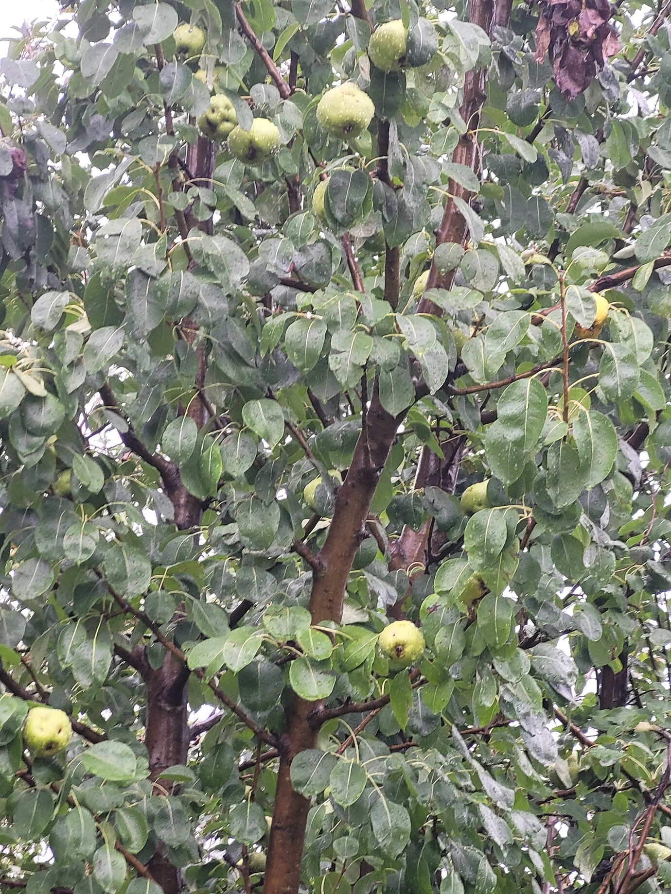 The really fireblight resistant pears are a short list - General Fruit ...