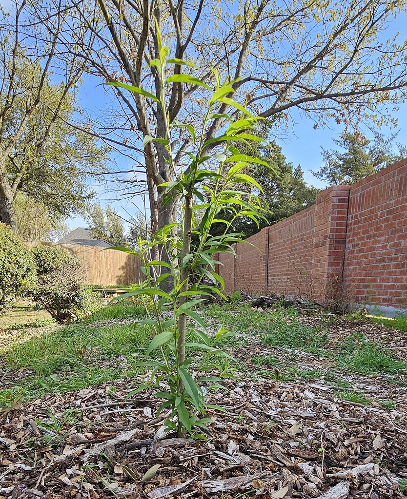 Peach chip budding question for experienced grafters - General Fruit ...