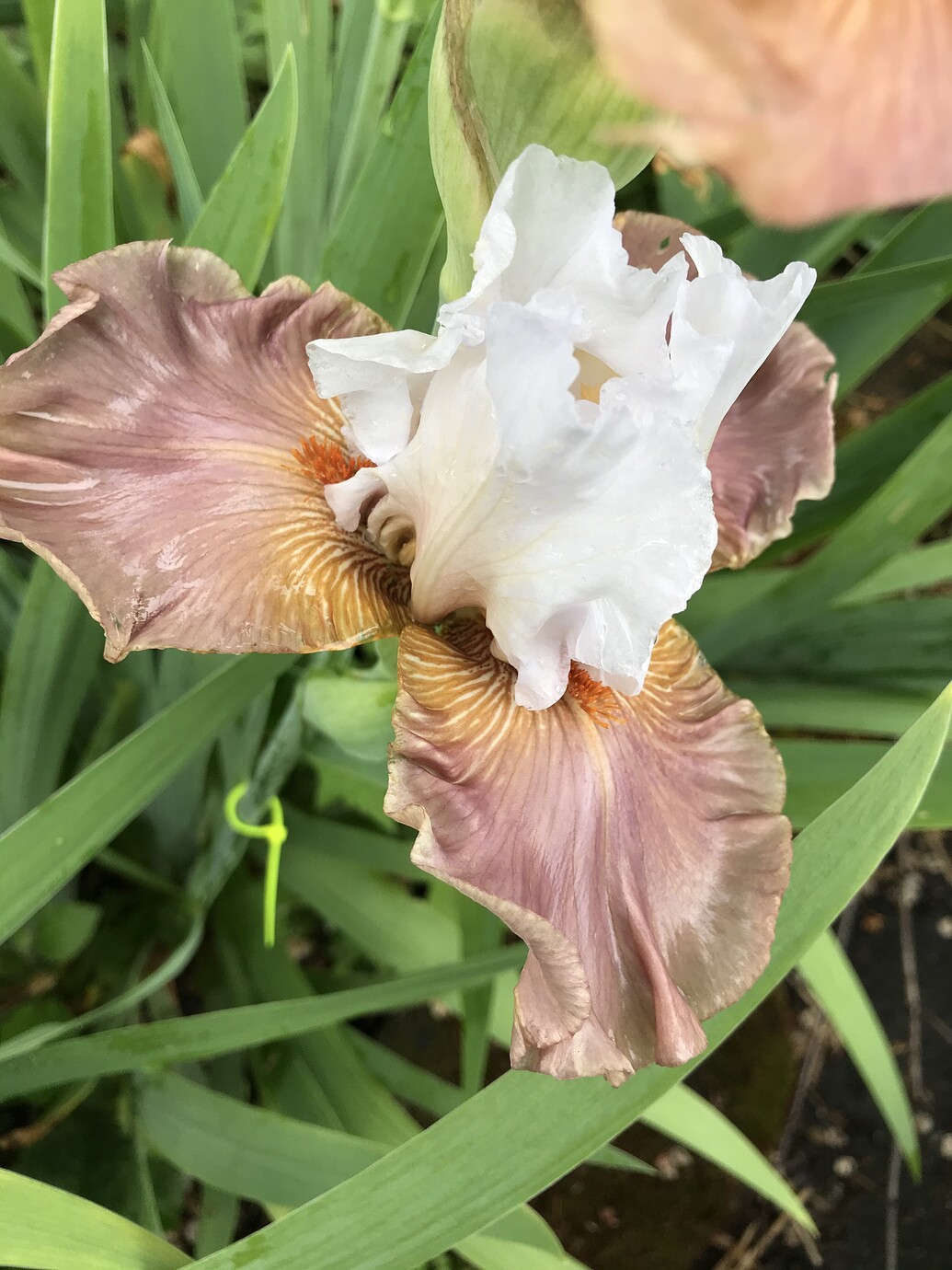 Bearded Iris seeds - General Gardening - Growing Fruit