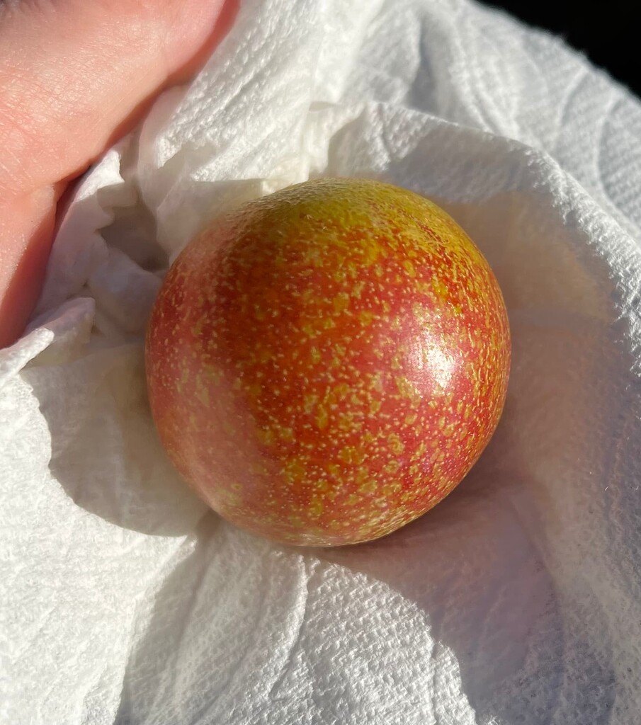 How Old Before Setting Fruit? - General Fruit Growing - Growing Fruit