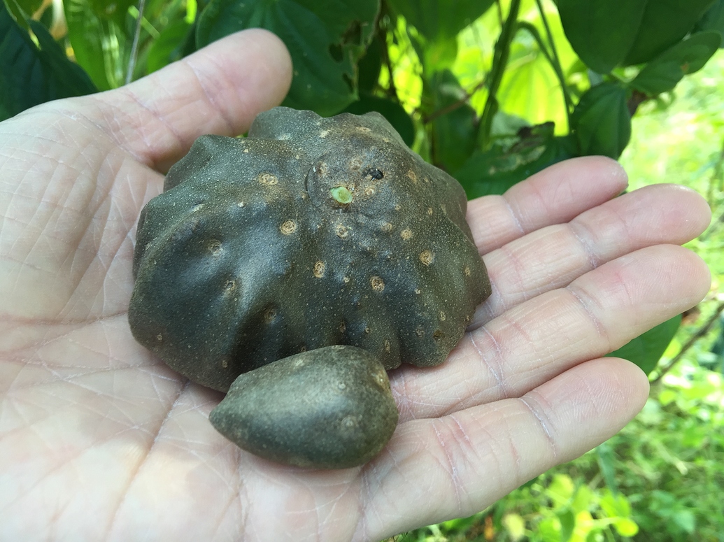 Anyone here growing edible Air Potatoes? (Dioscorea bulbifera ...