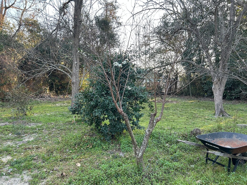 Black Ruby Plum - General Fruit Growing - Growing Fruit