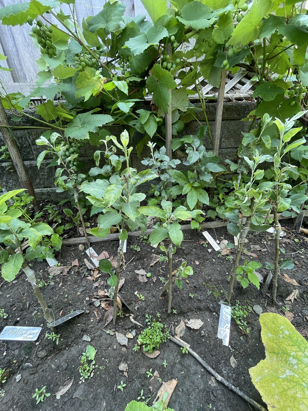 Apple Rootstock Grafting Follow Ups (With pics) - General Fruit Growing ...