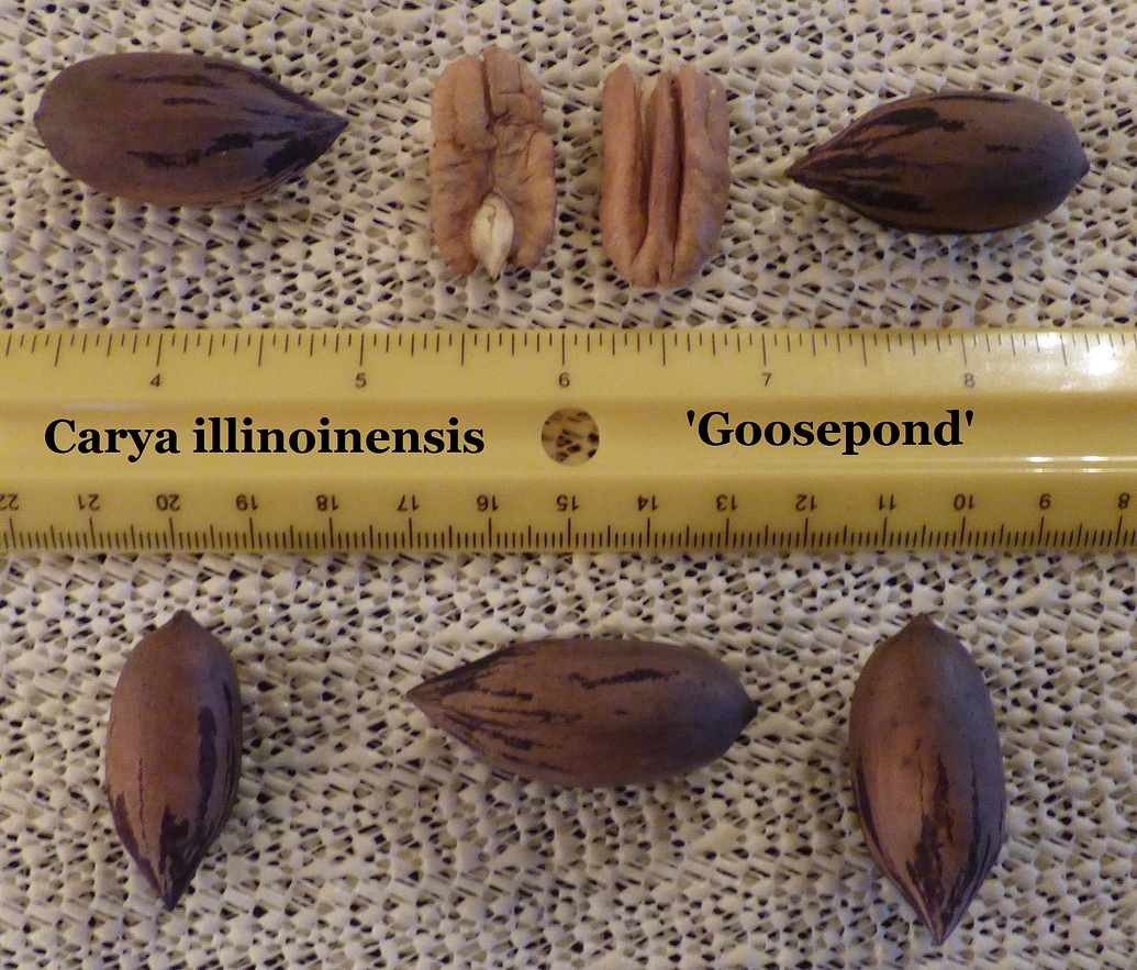 Pecan pollination chart - General Fruit Growing - Growing Fruit