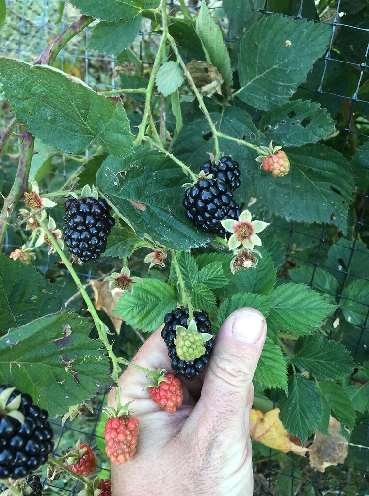 Best Fall / Primo Blackberry? - General Fruit Growing - Growing Fruit