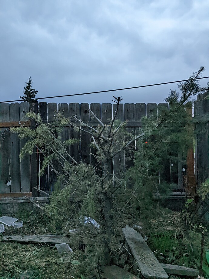 Ugly Trees Picture Thread - Pictures! - Growing Fruit