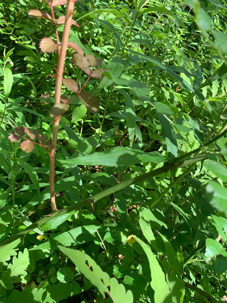 Red foliage on only one Rubus Branch? - General Fruit Growing - Growing ...