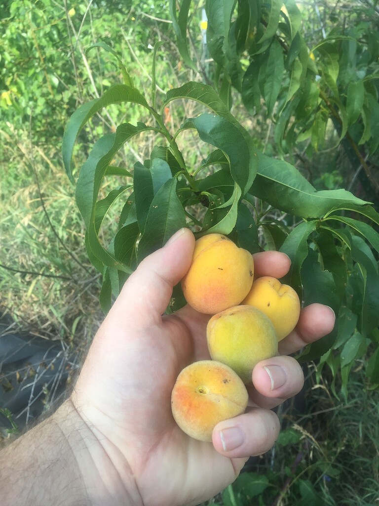 Reliance Peach- Best Peaches ever! - General Fruit Growing - Growing Fruit