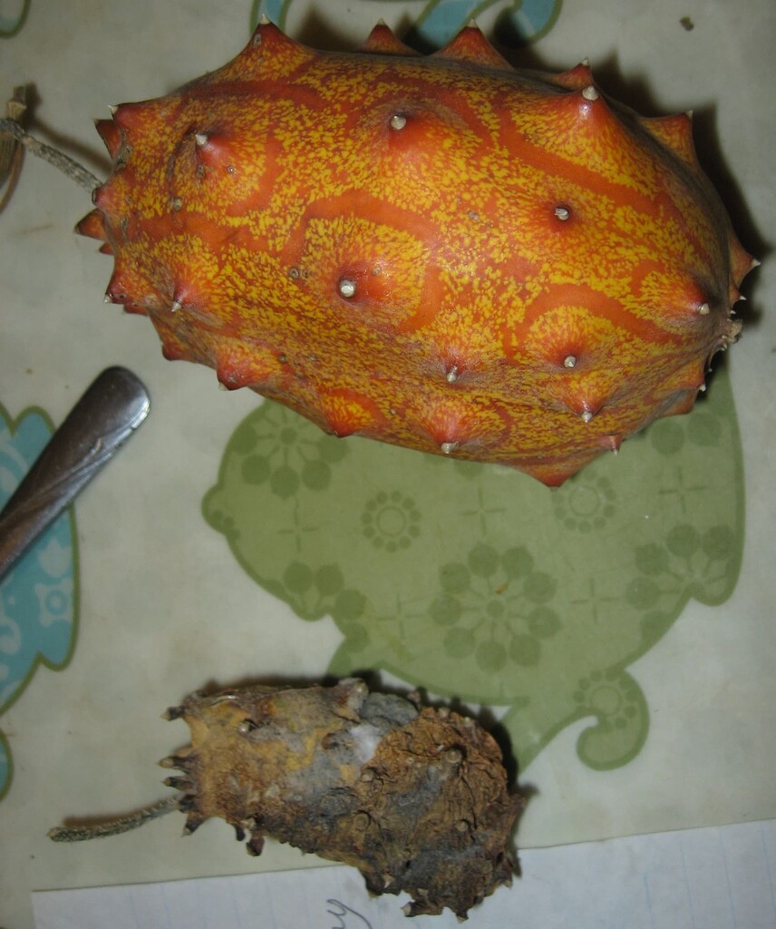 Is it ripe - General Fruit Growing - Growing Fruit