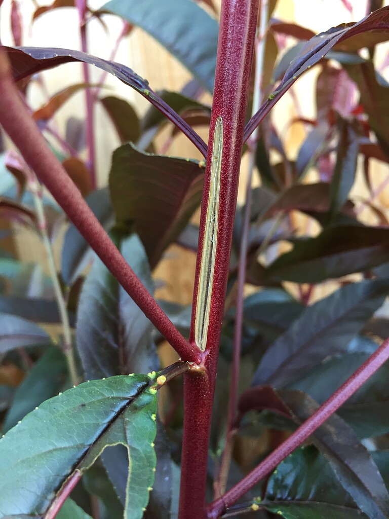 SpiceZee Nectaplum Branch Splitting - General Fruit Growing - Growing Fruit