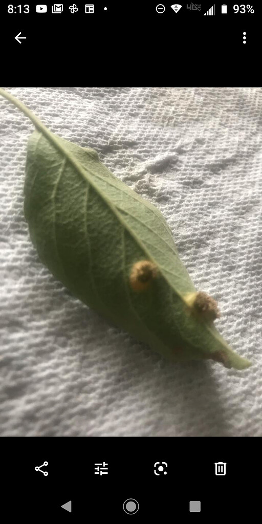 "warts" on apple tree leaves - General Fruit Growing - Growing Fruit