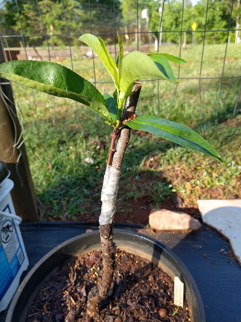 Tropic snow peach on Nemegard stock - General Fruit Growing - Growing Fruit