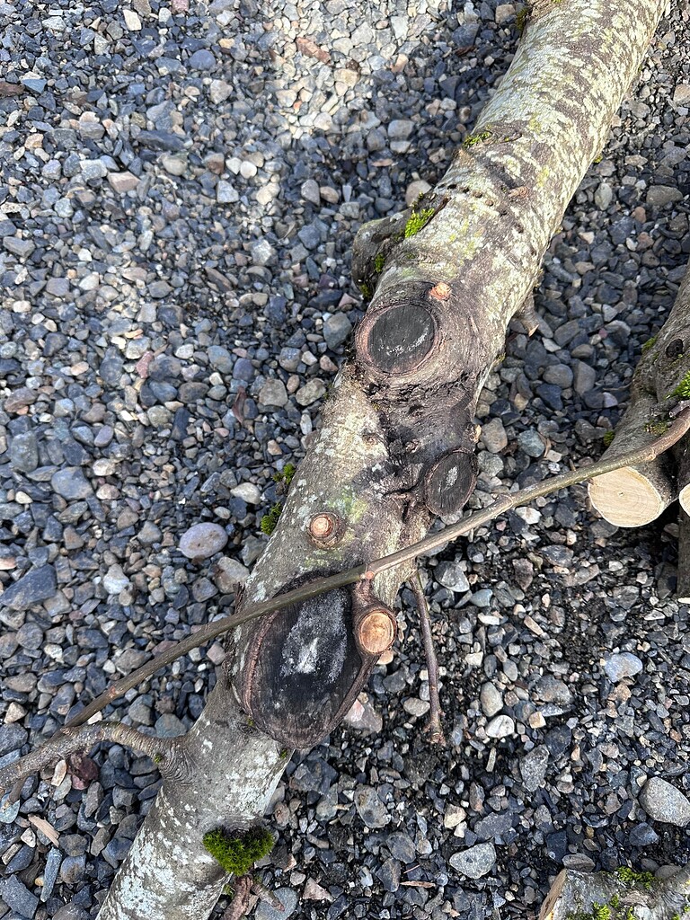Blackened color on apple tree pruning wound - General Fruit Growing ...