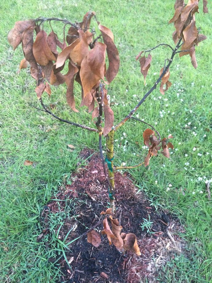 How are there starter mulberry trees? - General Fruit Growing - Growing ...