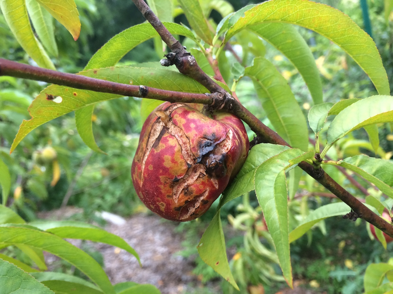 Nectarines just better - General Fruit Growing - Growing Fruit