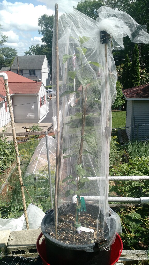 When to first prune bench grafted apple? - General Fruit Growing ...