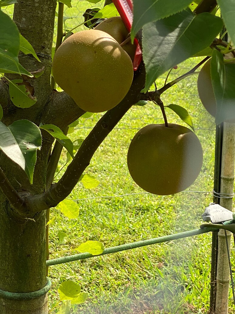 Asian pears not for the thin skinned - Good-fruit article! - General ...