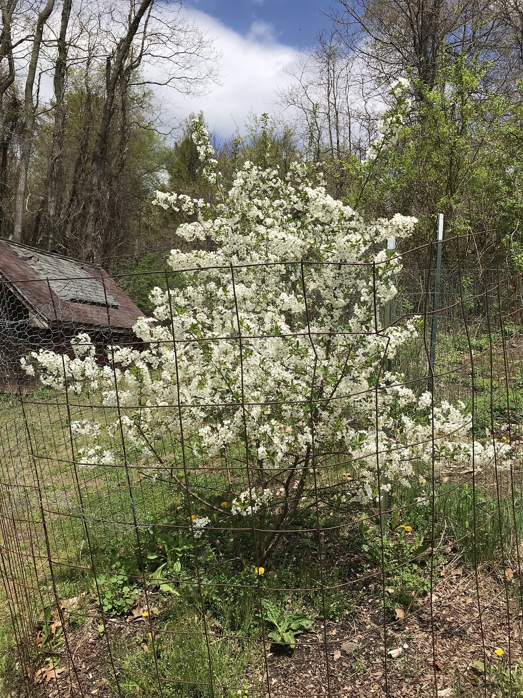 Juliet Cherry - General Fruit Growing - Growing Fruit