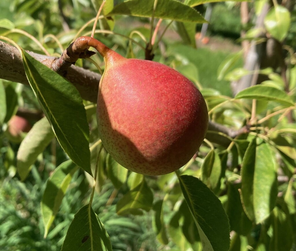 Chapin Pear - General Fruit Growing - Growing Fruit