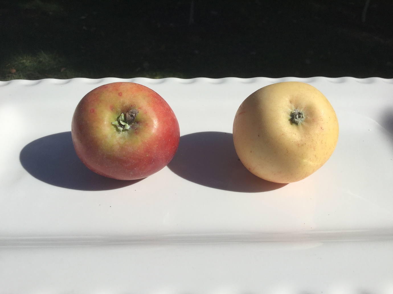 Apple Identification - General Fruit Growing - Growing Fruit