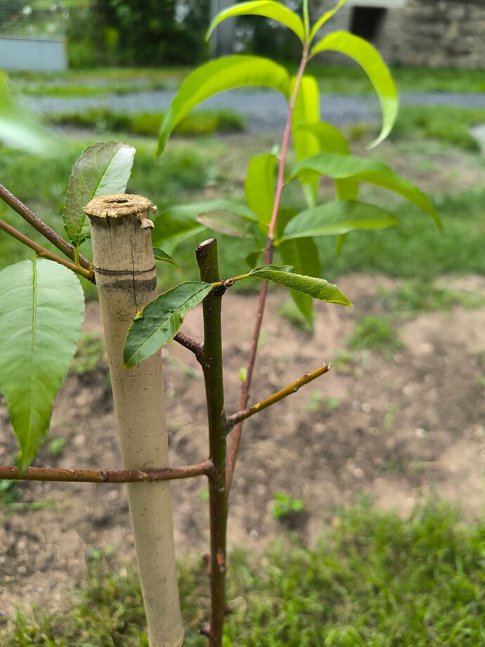 New peach tree with no growth on one side - General Fruit Growing ...